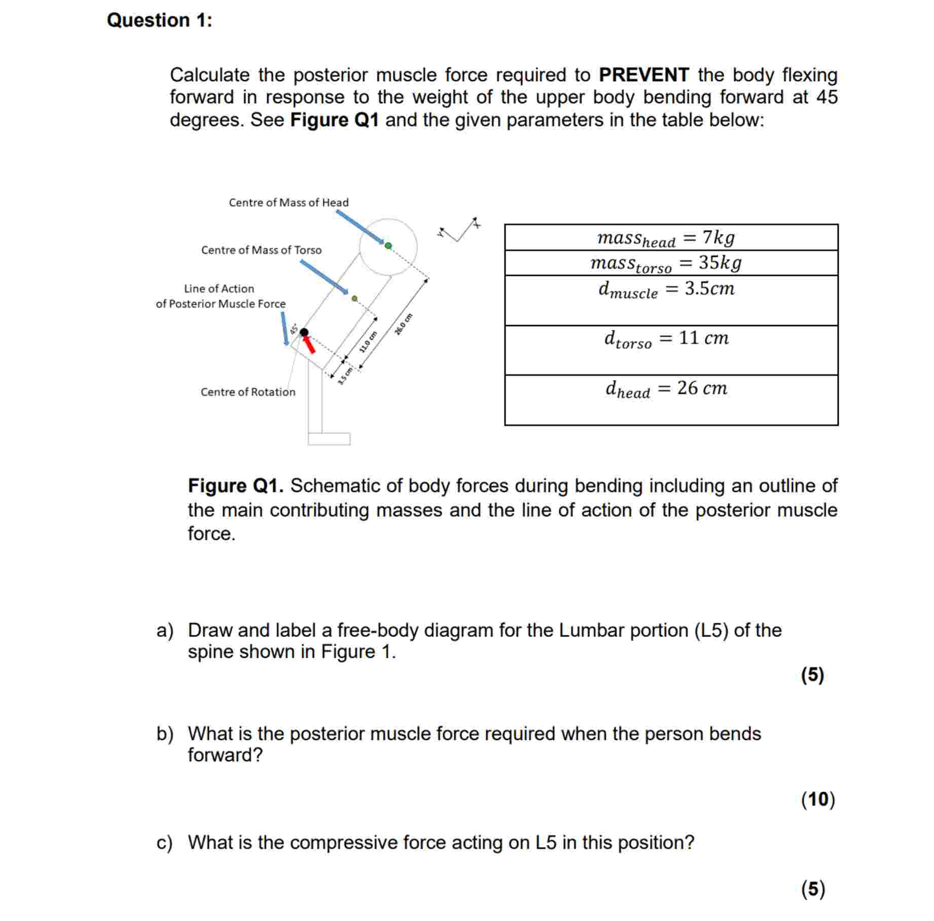 Solved Question 1:Calculate the posterior muscle force | Chegg.com