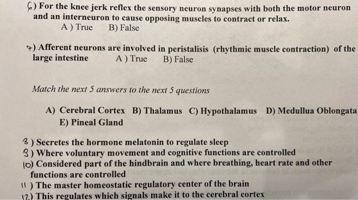 Solved For the knee jerk reflex the sensory neuron synapses | Chegg.com