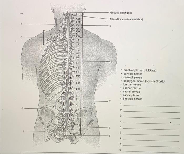 Solved • axon (AX-on) • endoneurium (endo-NEUR-i-um) • | Chegg.com