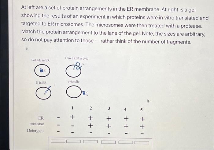 At left are a set of protein arrangements in the ER | Chegg.com