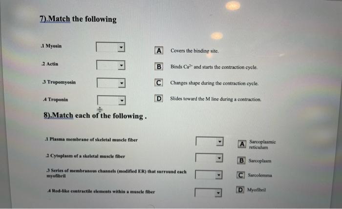 Solved 1)Classify each of the following bones based on their | Chegg.com