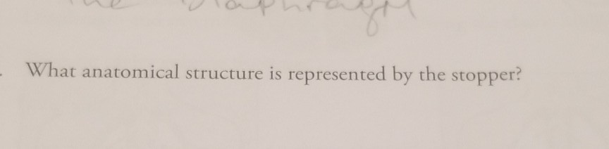 Solved What anatomical structure is represented by the | Chegg.com