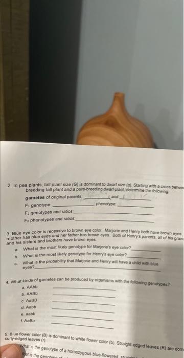 Solved PART TWO: INHERITANCE PRACTICE QUESTIONS 1. In guinea | Chegg.com