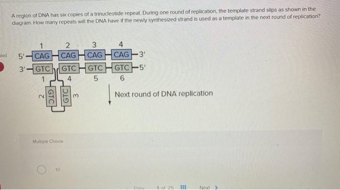 Solved A region of DNA has six copies of a trinucleotide | Chegg.com