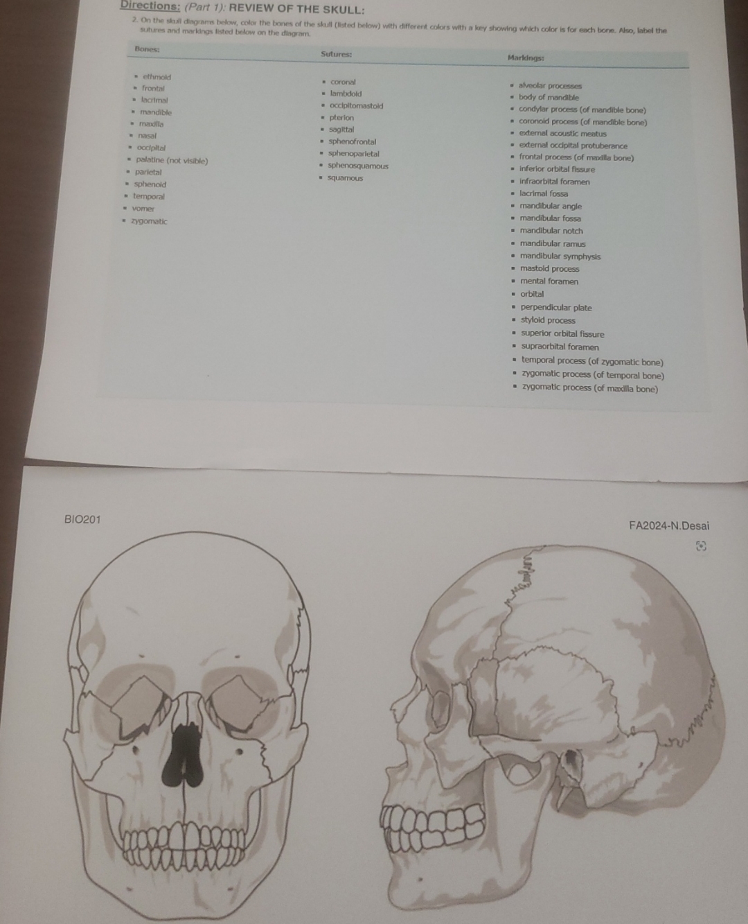 Solved Directions: (Part 1): REVIEW OF THE SKULL:On the | Chegg.com