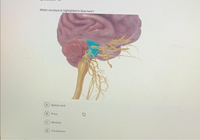 Solved Which structure is hiahliahtad in hilia haves Bpinal | Chegg.com