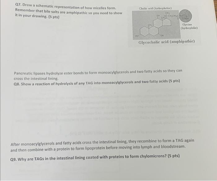 Q7. Draw a schematic representation of how micelles | Chegg.com