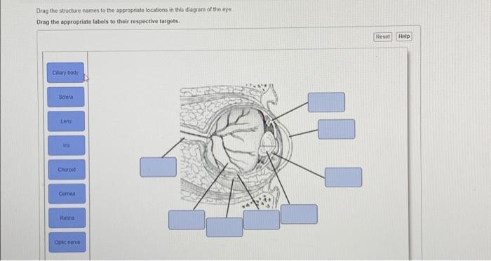 Solved Drag the structure names to the appropriate locations | Chegg.com