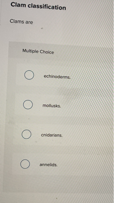 Solved Clam classification Clams are Multiple Choice Ο | Chegg.com