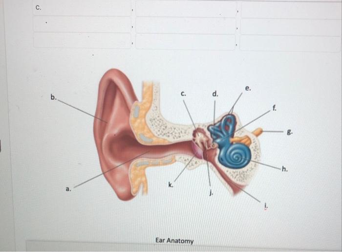 Solved Ear Anatomy | Chegg.com