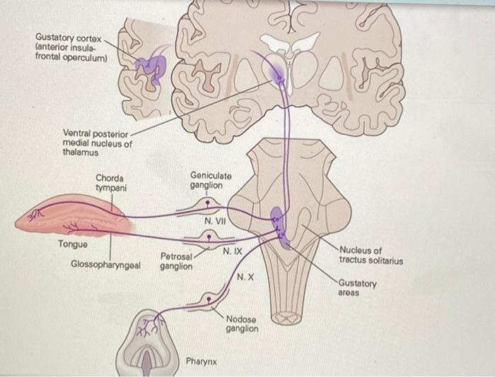 Solved Gustatory cortex (anterior insula frontal operculum) | Chegg.com