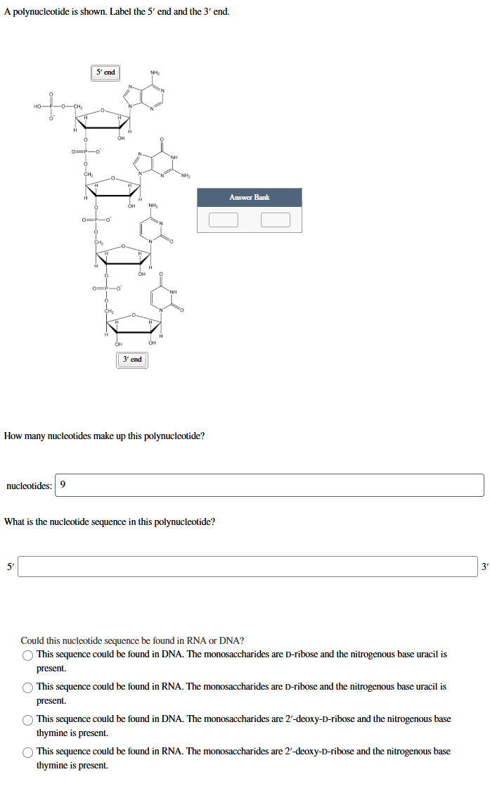 A polynucleotide is shown. Label the \( 5^{\prime} \) | Chegg.com