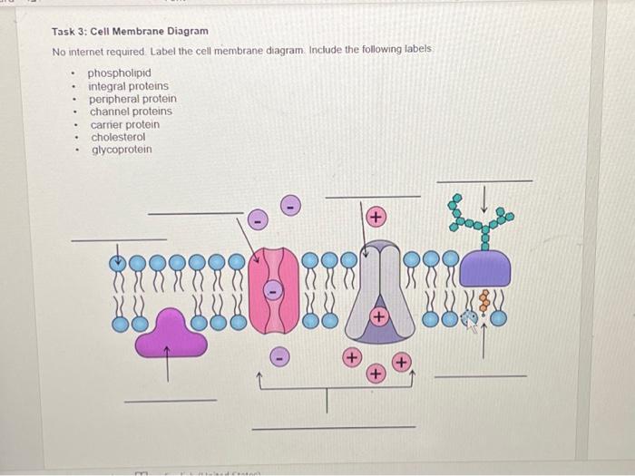 Cell Membrane Diagram Label Basement Membrane: What Is It, How It's