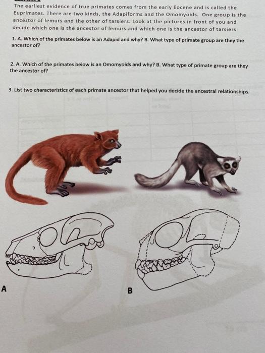 Solved Exercise 2 The earliest evidence of true primates | Chegg.com