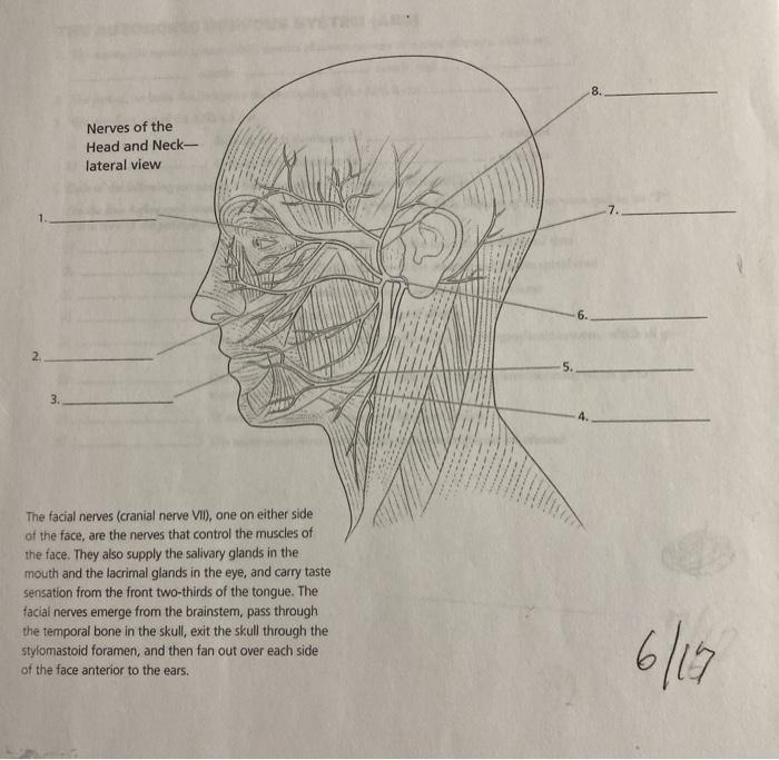 Solved 8. Nerves of the Head and Neck- lateral view 7. 1. 6. | Chegg.com