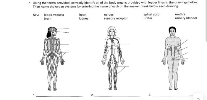 Solved Using the terms provided, correctly identify all of | Chegg.com