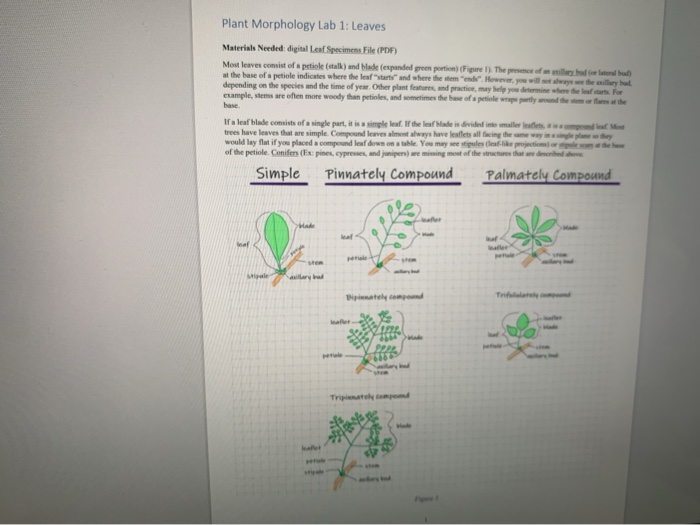 Solved 1. Now, look through the digital leaf specimens file | Chegg.com