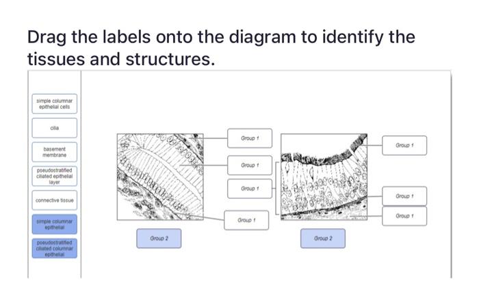 Solved Drag the labels onto the diagram to identify the | Chegg.com