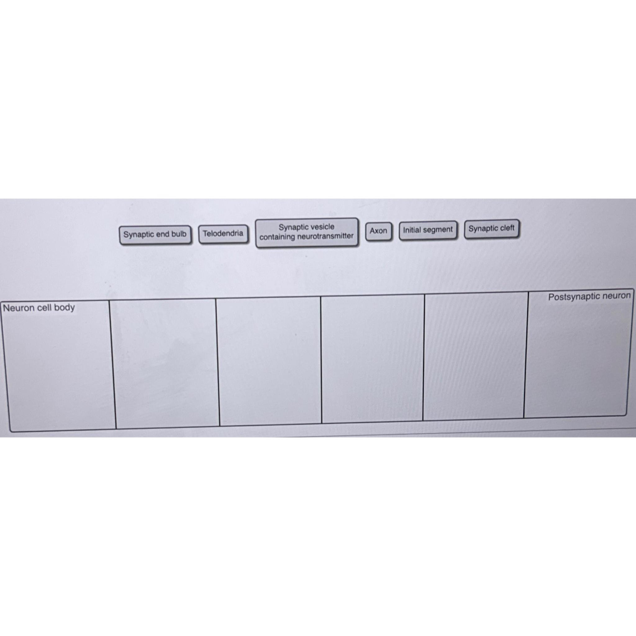 \table[[Neuron cell body,,,,,]] | Chegg.com