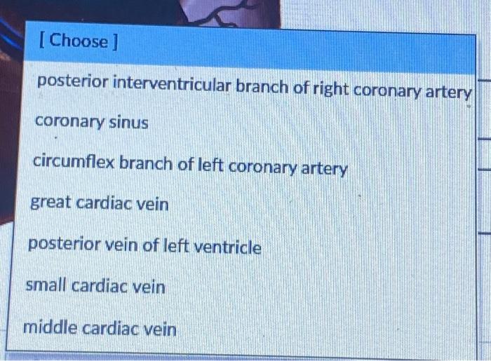 Solved posterior interventricular branch of right coronary | Chegg.com