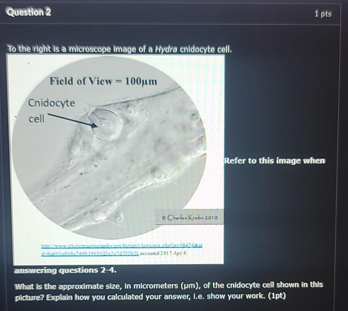 Solved To the right is a microscope image of a Hydra | Chegg.com