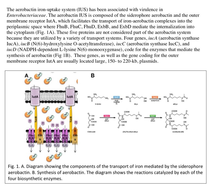 The aerobactin iron-uptake system (IUS) has been | Chegg.com