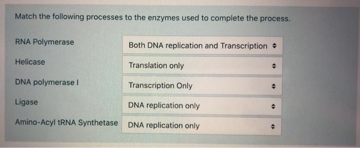 Solved Match the following processes to the enzymes used to | Chegg.com