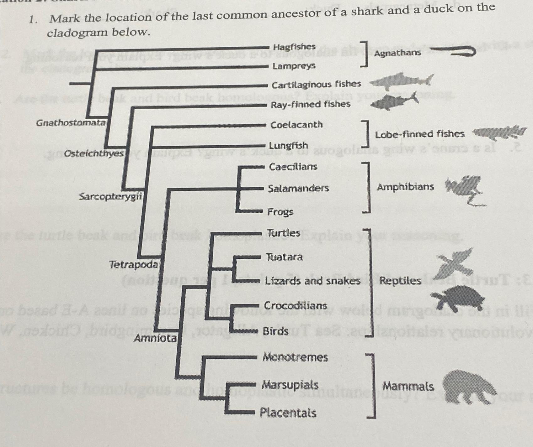 Solved Mark the location of the last common ancestor of a | Chegg.com