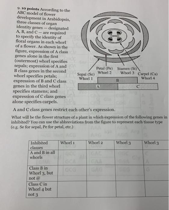 Solved 9. 10 points According to the ABC model of flower | Chegg.com