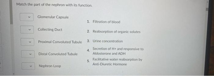 Solved Match the part of the nephron with its function. | Chegg.com