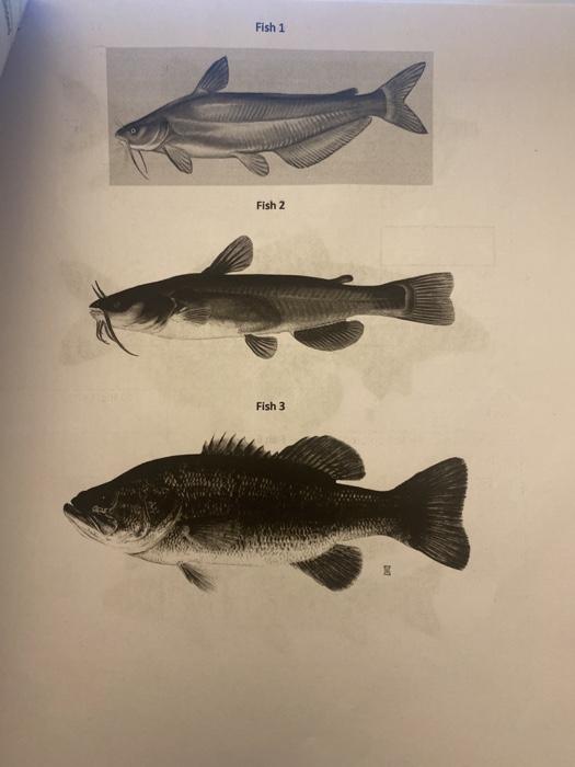 Solved Name Class Using and Making a Biological Key - Answer | Chegg.com
