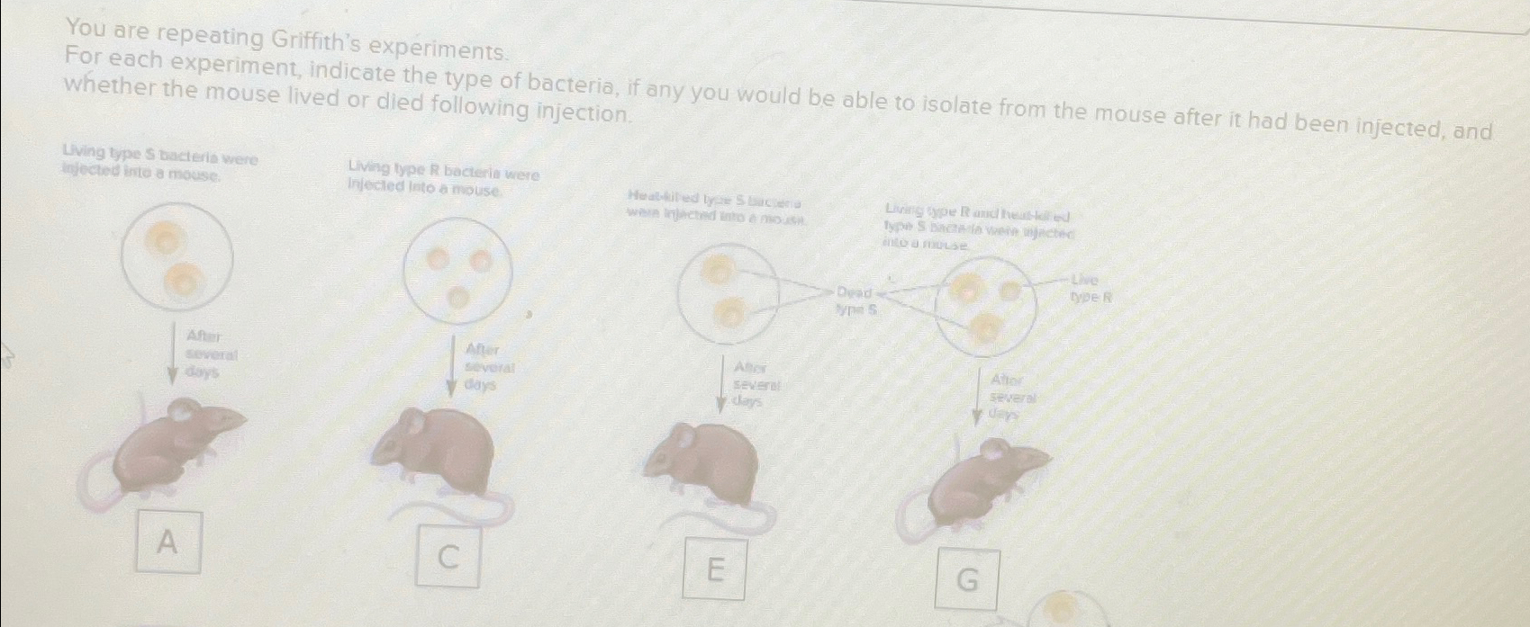 Solved You are repeating Griffith's experiments.For each | Chegg.com