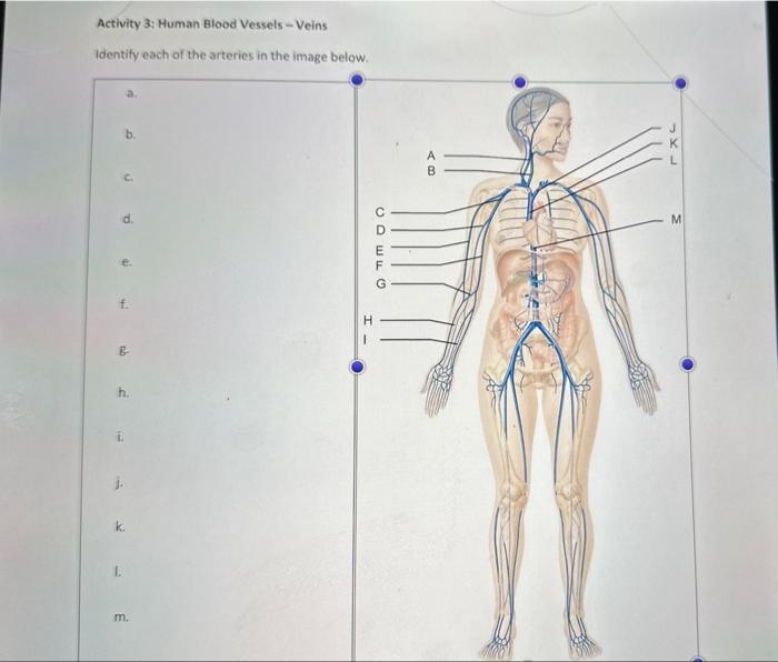 Solved Activity 3: Human Blood Vessels - Veins Identify each | Chegg.com