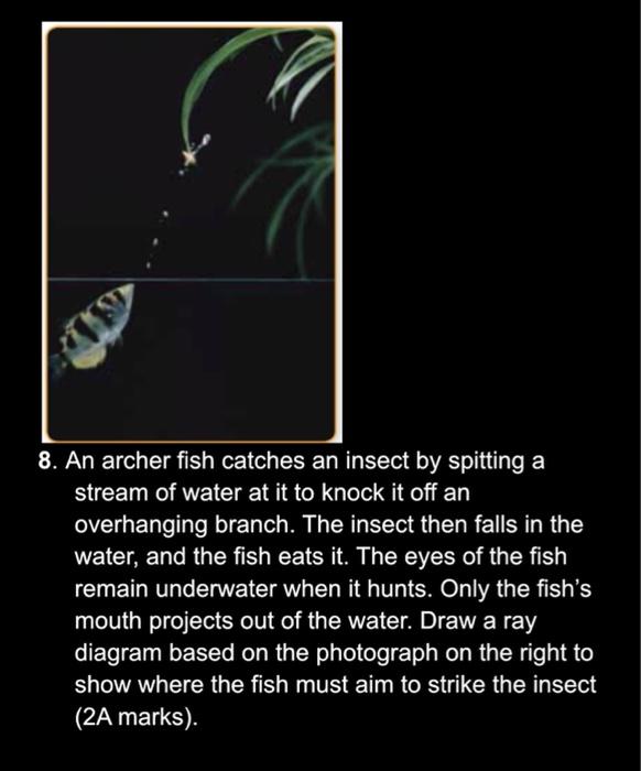 Solved 8. An archer fish catches an insect by spitting a | Chegg.com