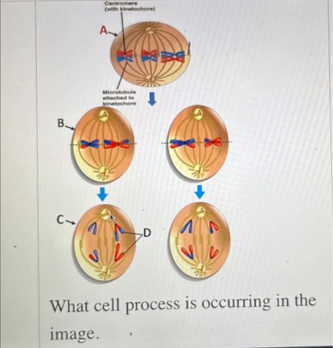 Solved ing in the image. | Chegg.com