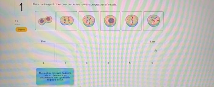 Solved Place the images in the correct order to show the | Chegg.com