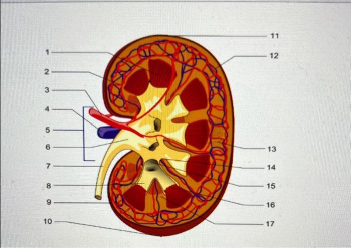 Solved 6. Label the anatomy of the nephron using figure 26.4 | Chegg.com
