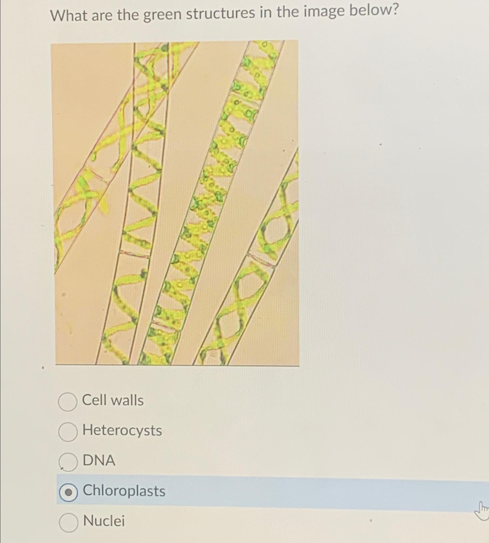 Solved What are the green structures in the image below?Cell | Chegg.com