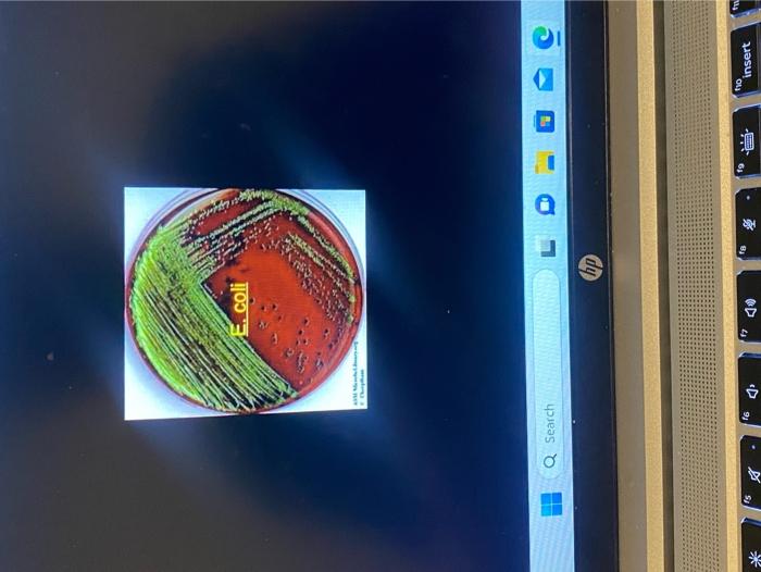 Starch plate - Data OF-glucose - | Chegg.com