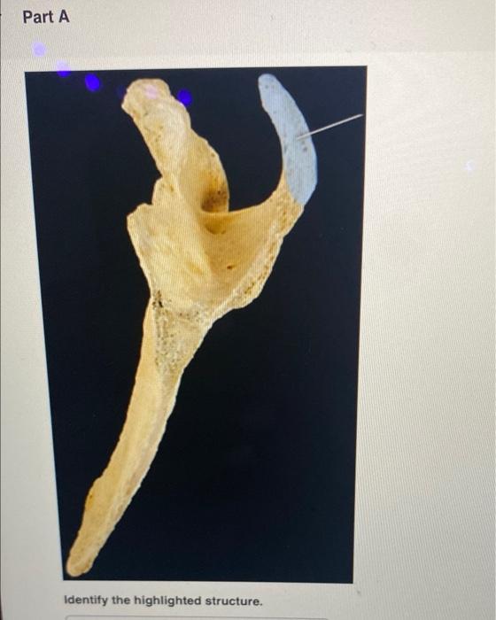 Solved Part A Identify the highlighted structure. | Chegg.com