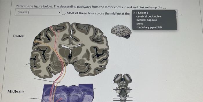 Solved Refer to the figure below. The descending pathways | Chegg.com