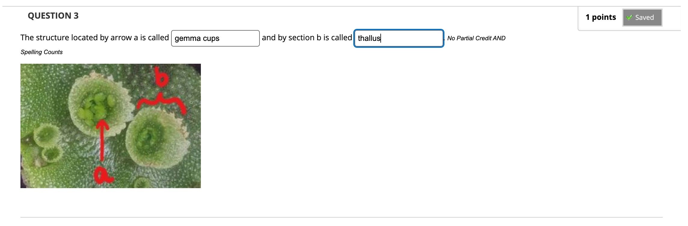 Solved QUESTION 31 ﻿pointsThe structure located by arrow a | Chegg.com