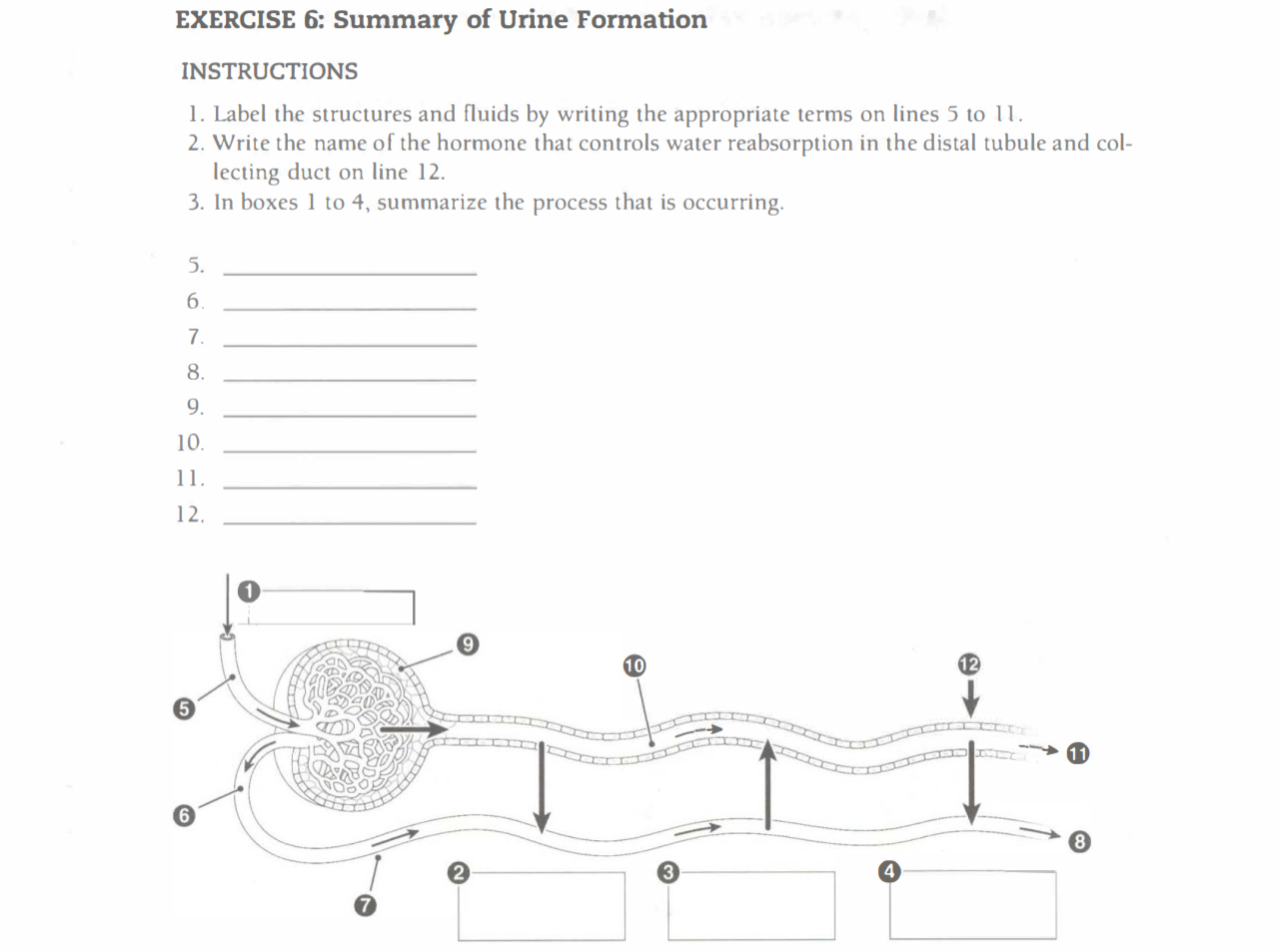 EXERCISE 6: Summary of Urine | Chegg.com