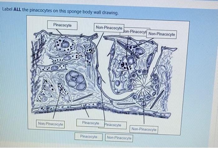 Solved Label ALL the pinacocytes on this sponge body wall | Chegg.com