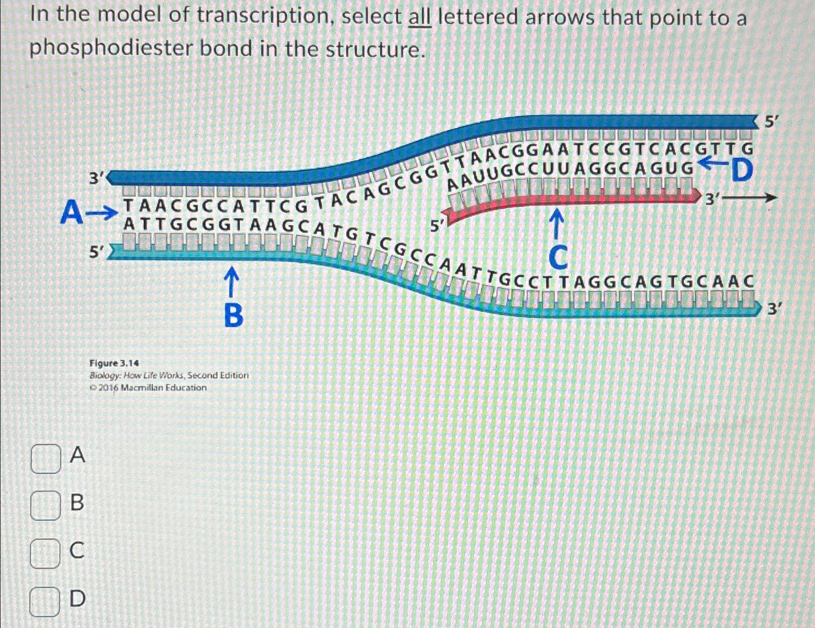 Solved In the model of transcription, select all lettered | Chegg.com