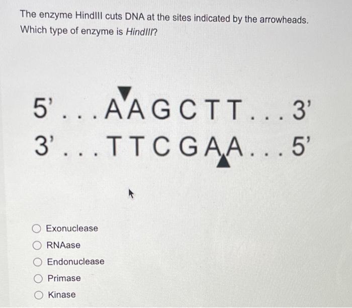 Solved The enzyme HindIII cuts DNA at the sites indicated by | Chegg.com