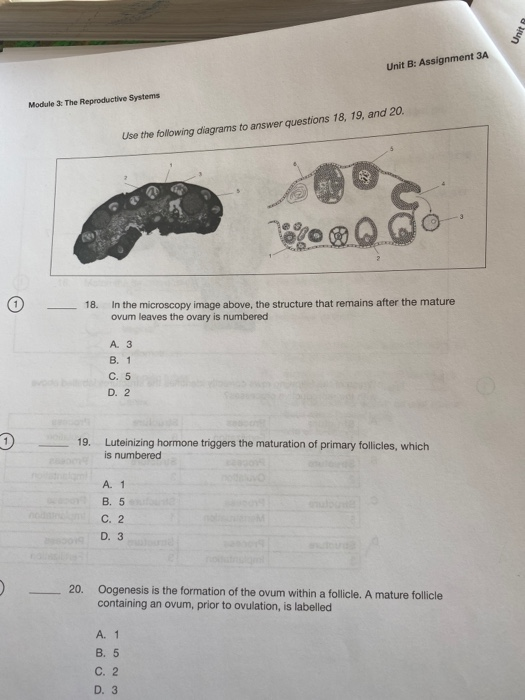 Solved Unit B: Assignment 3A Module 3: The Reproductive | Chegg.com