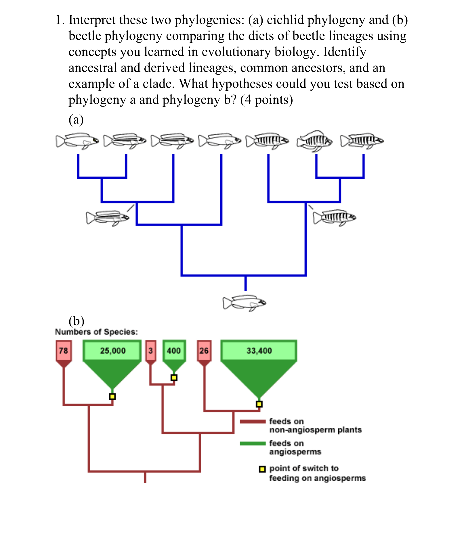 Solved Interpret these two phylogenies: (a) ﻿cichlid | Chegg.com