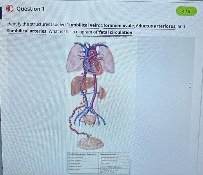 Solved Identify the structures labeled 1 umbilical vein; 5 | Chegg.com