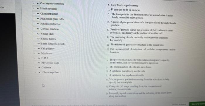 Convergent extension A. Slow block to polyspermy | Chegg.com